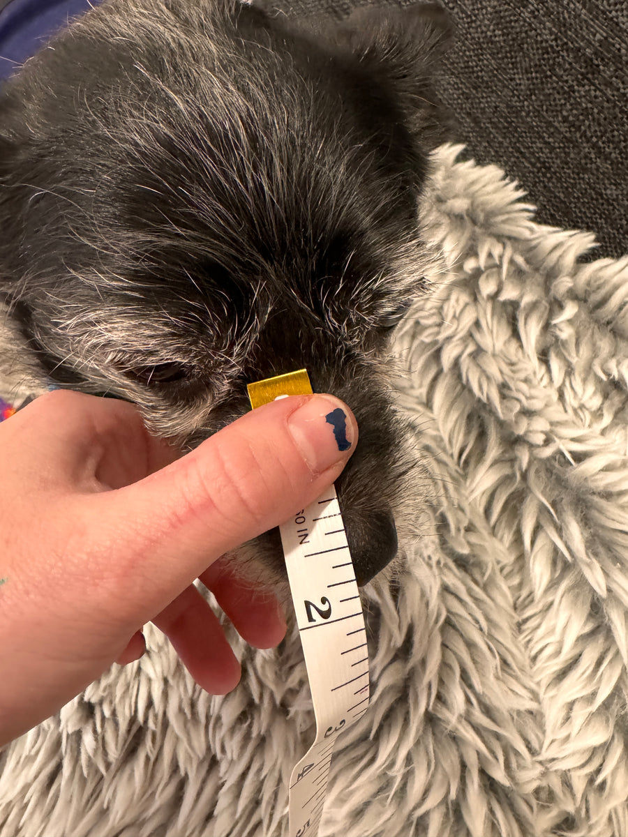 How to Measure for your Custom Muzzle – Tye Dye Muzzles