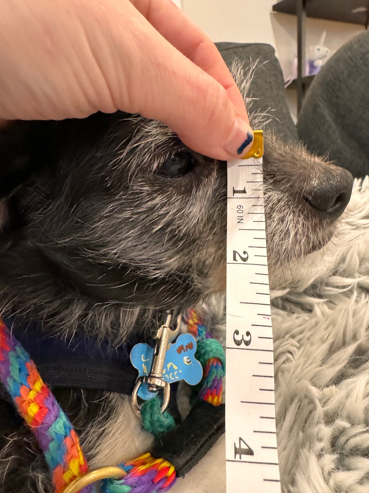 How to Measure for your Custom Muzzle – Tye Dye Muzzles